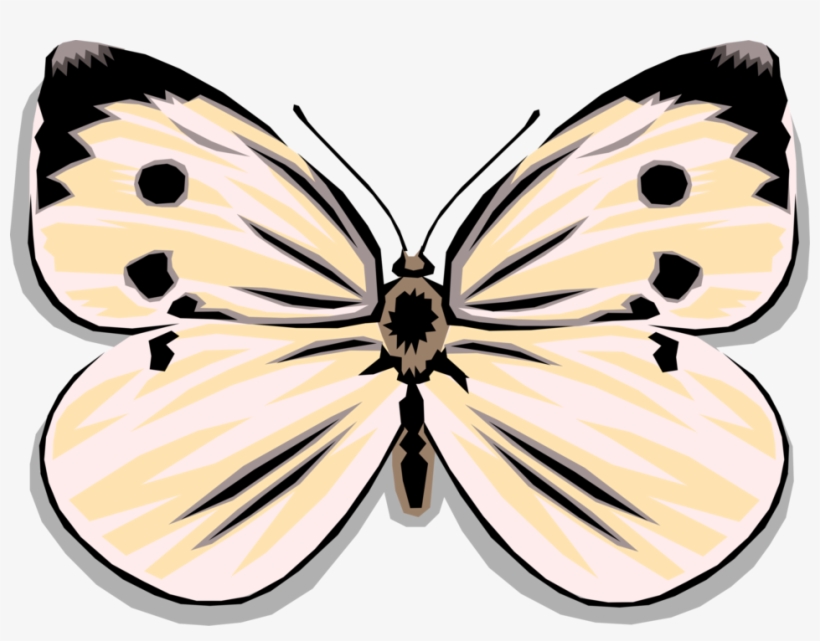 Vector Illustration Of Colorful White Butterfly Winged - Vector ...
