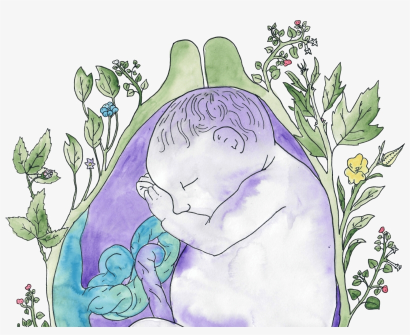 Fetus Png - 2337x1697 PNG Download - PNGkit