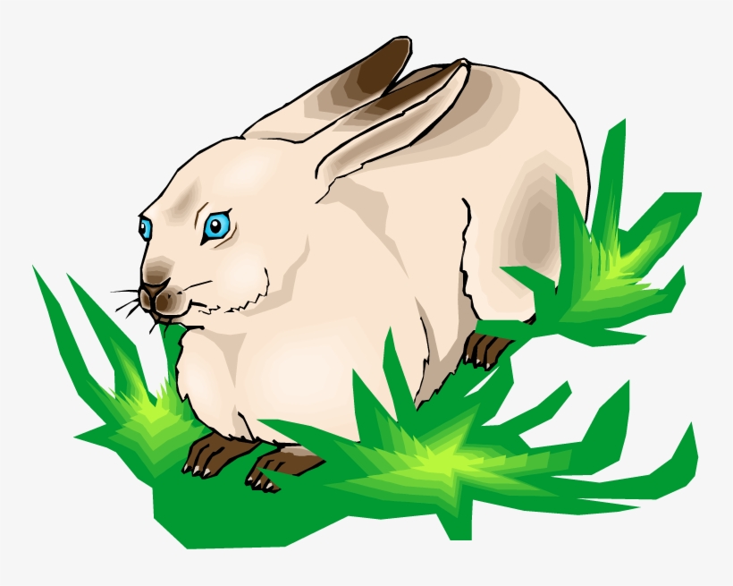 Download Transparent Cottontail Bunny Clipart - Clip Art - PNGkit