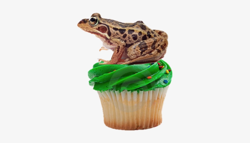 Jabba's Cupcake - Frogs & Lizard Artwork Room Decor Wall Sticker ...