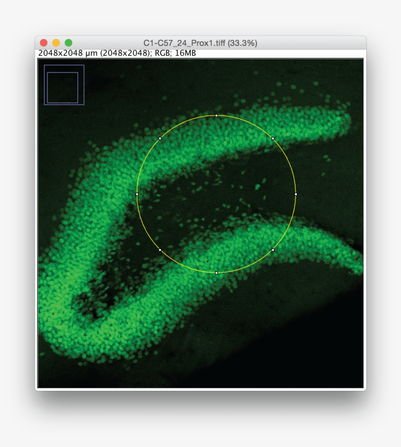 Drawing Roi Photoshop-15 - Drawing - 1293x1371 PNG Download - PNGkit