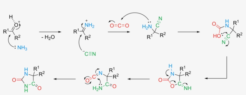Reaction Mechanism[edit] - Bucherer Berg Synthesis - 882x300 PNG ...