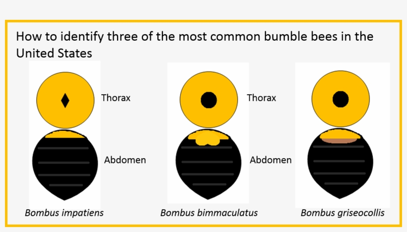 Bumble Bee Guide - Bumblebee - 1410x737 PNG Download - PNGkit