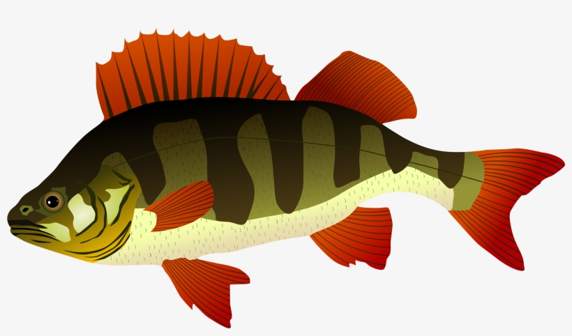Perch Fish Png Clipart - Perch Clipart - 3000x1619 PNG Download - PNGkit