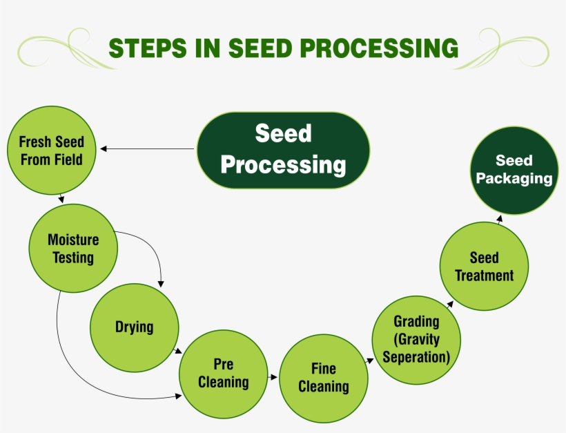 Steps In Seed Processing Png - Seed - 3659x2623 PNG Download - PNGkit