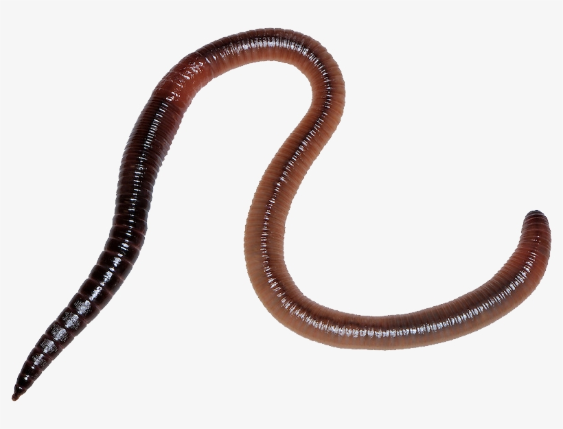 Worm Png - 788x545 PNG Download - PNGkit