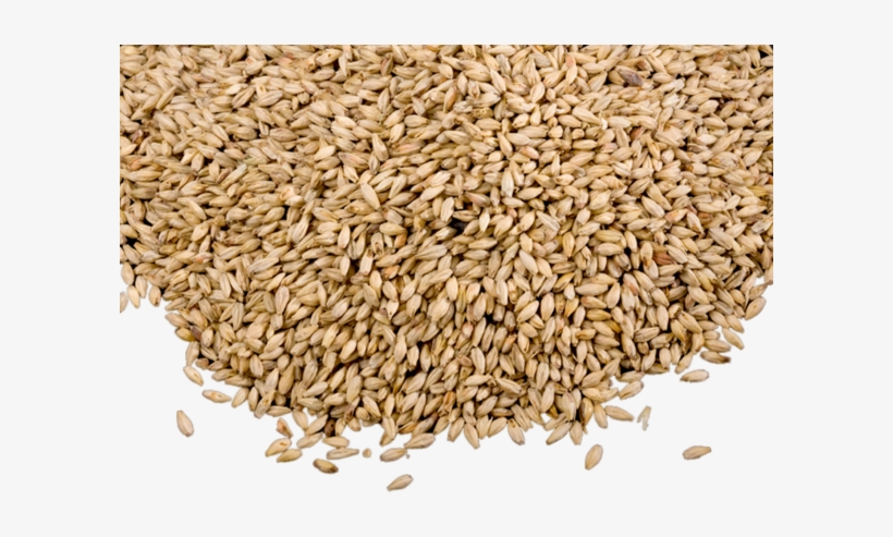Grain Png Photo - Grains Png - 600x460 PNG Download - PNGkit