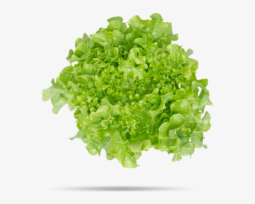 Green Oak Leaf Lettuce - Hoja De Lechuga Png - 600x600 PNG Download ...