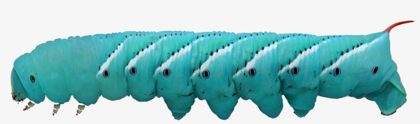 Doa Or Damaged Shipments Must Be Reported Within The - Blue Superworms ...