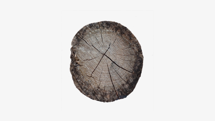 Cut Tree Stump End Wood Tree Texture Image - Driftwood - 350x381 PNG ...