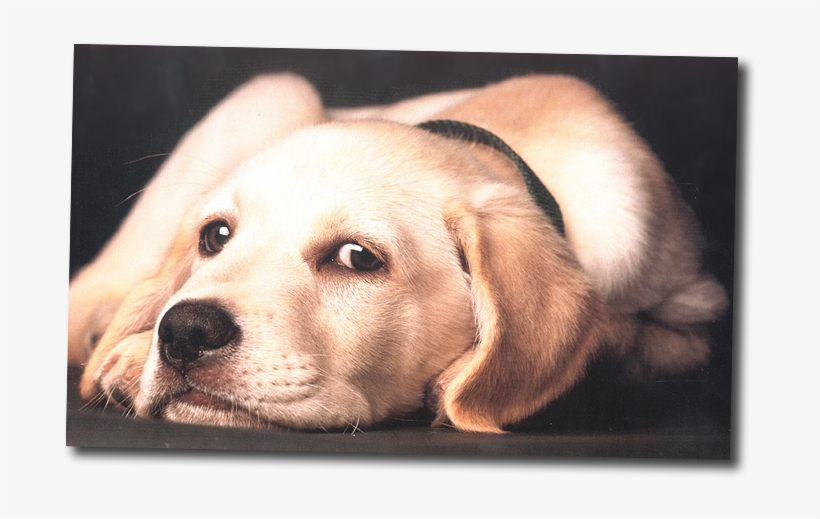 Sad Dog - Labrador Retriever - 720x449 PNG Download - PNGkit