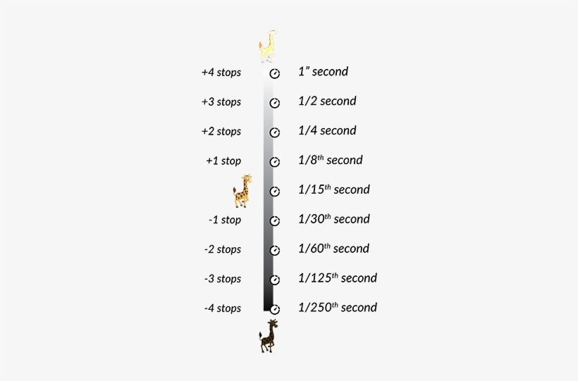 Shutter Speed Examples - Aperture - 249x500 PNG Download - PNGkit