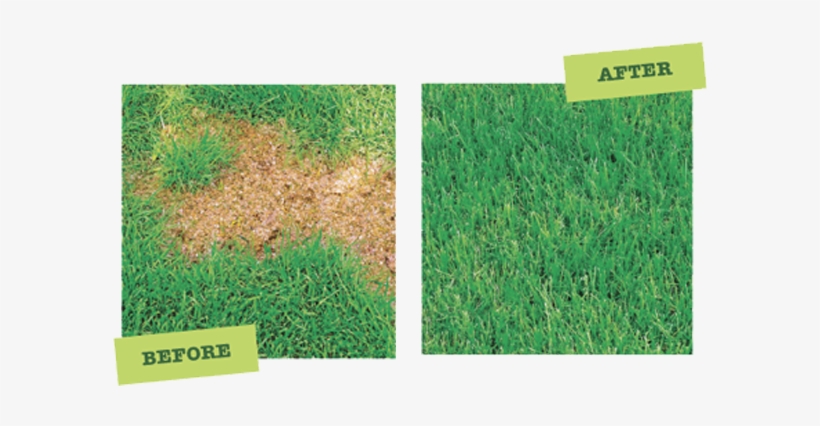 Download Transparent How To Fix “burn” Spots On Your Lawn Or Grass ...