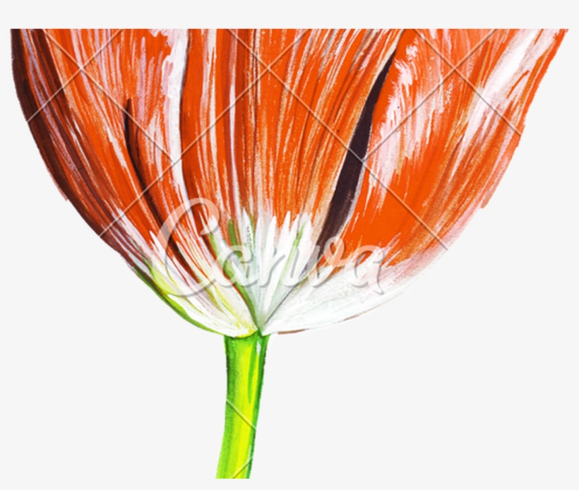 Hand Draw Watercolor Realistic Single Tulip Flower - Drawing - 1368x855 ...