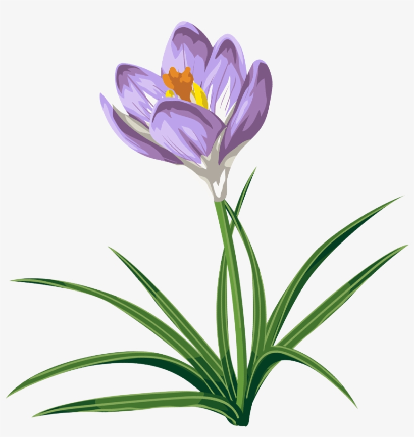 Spring Clipart Crocus - Crocus Clip Art - 902x910 PNG Download - PNGkit