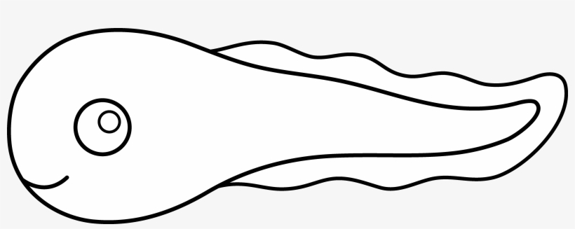 Young Tadpole Drawing