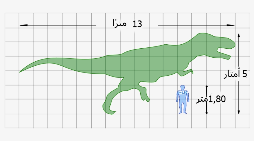 Trex Vs Human-ar - Tyrannosaurus Rex Vs Man - 800x382 PNG Download - PNGkit