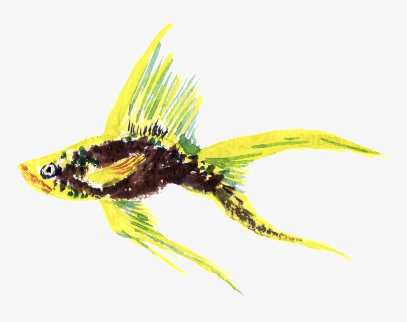 Yellow Fish Watercolor Hand Drawn Transparent - Watercolor Painting ...