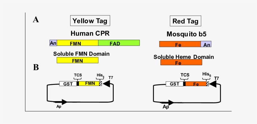Download Transparent Origin Of Red And Yellow Tags And Construction Of ...