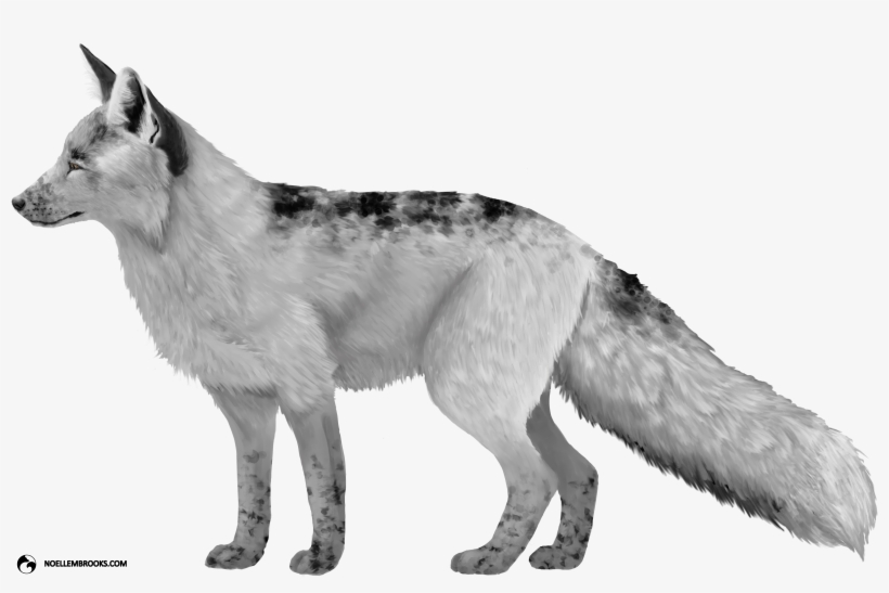 Georgian White-colored Red Fox - Fox References - 4128x2567 PNG ...