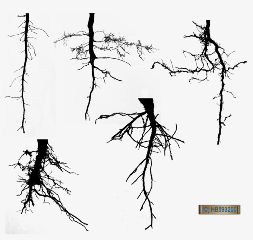 Uprooted Tree Drawing