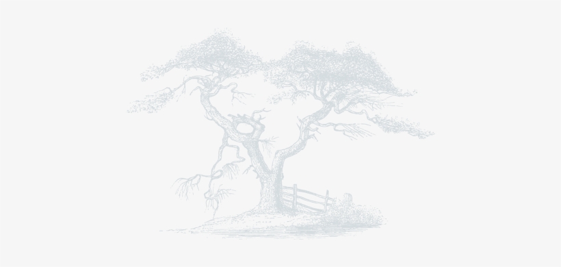 Bair - Sketch - 452x310 PNG Download - PNGkit