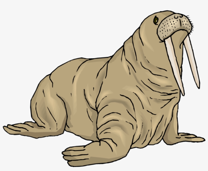 Free Png Walrus Png Background Image Png Images Transparent - Walrus ...