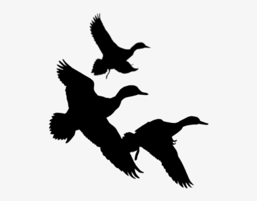 Flying Black Ducks - Duck Hunting Clipart Black And White - 900x900 PNG ...