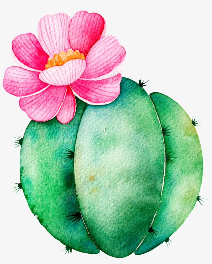 Download Transparent Spherical Cactus Cartoon Transparent - Succulent ...