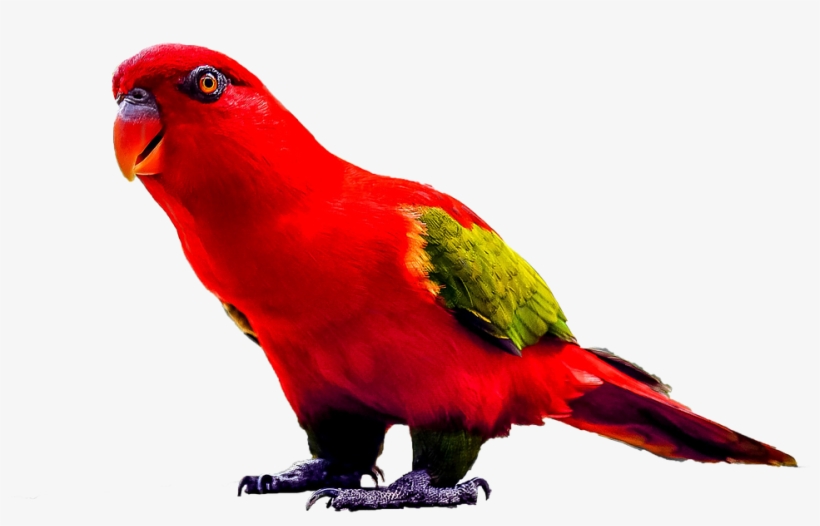 Download Parrot Png Transparent Images Transparent - Loro Rojo Png ...