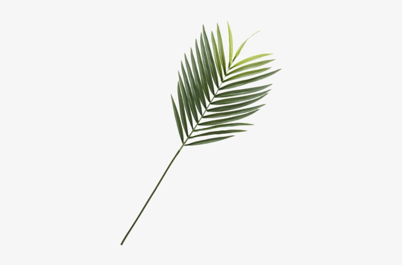 Faux Phoenix Palm Leaf - 350x476 PNG Download - PNGkit
