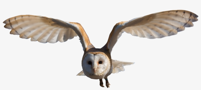 Owl Flying Hd Png - Barn Owl Png - 3400x1481 PNG Download - PNGkit