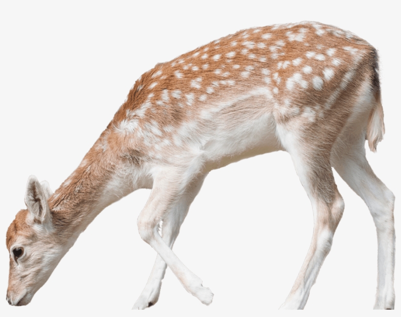 Fallow National Zoo Aquarium - Fallow Deer Png - 1053x727 PNG Download ...