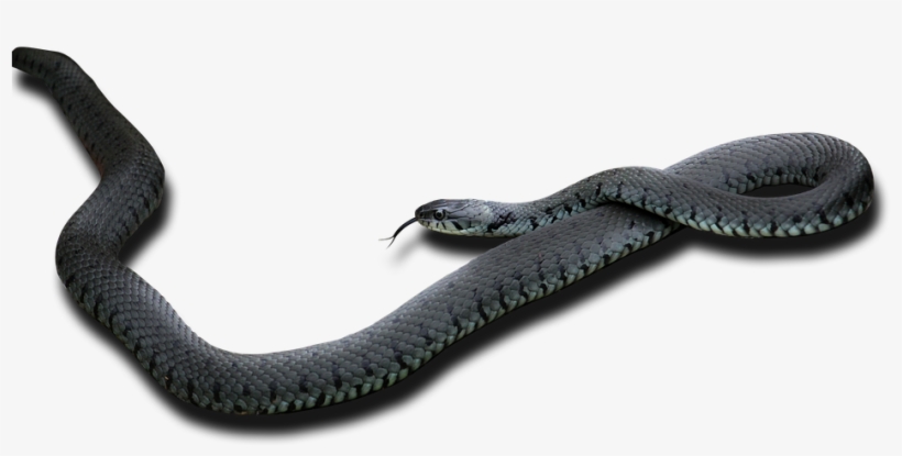 Black Mamba Png Pic - Black Mamba Snake Png - 960x540 PNG Download - PNGkit