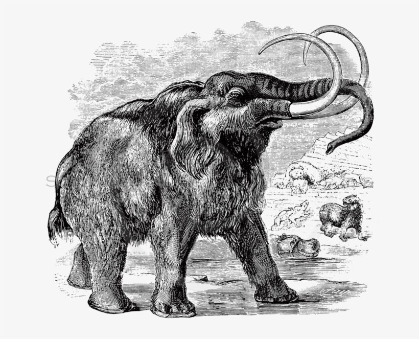 Mammoth Png - 664x600 PNG Download - PNGkit