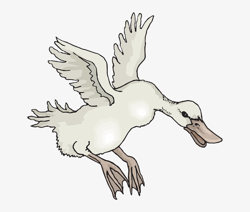 White, Bird, Duck, Wings, Animal, Landing, Feathers - Animals With ...