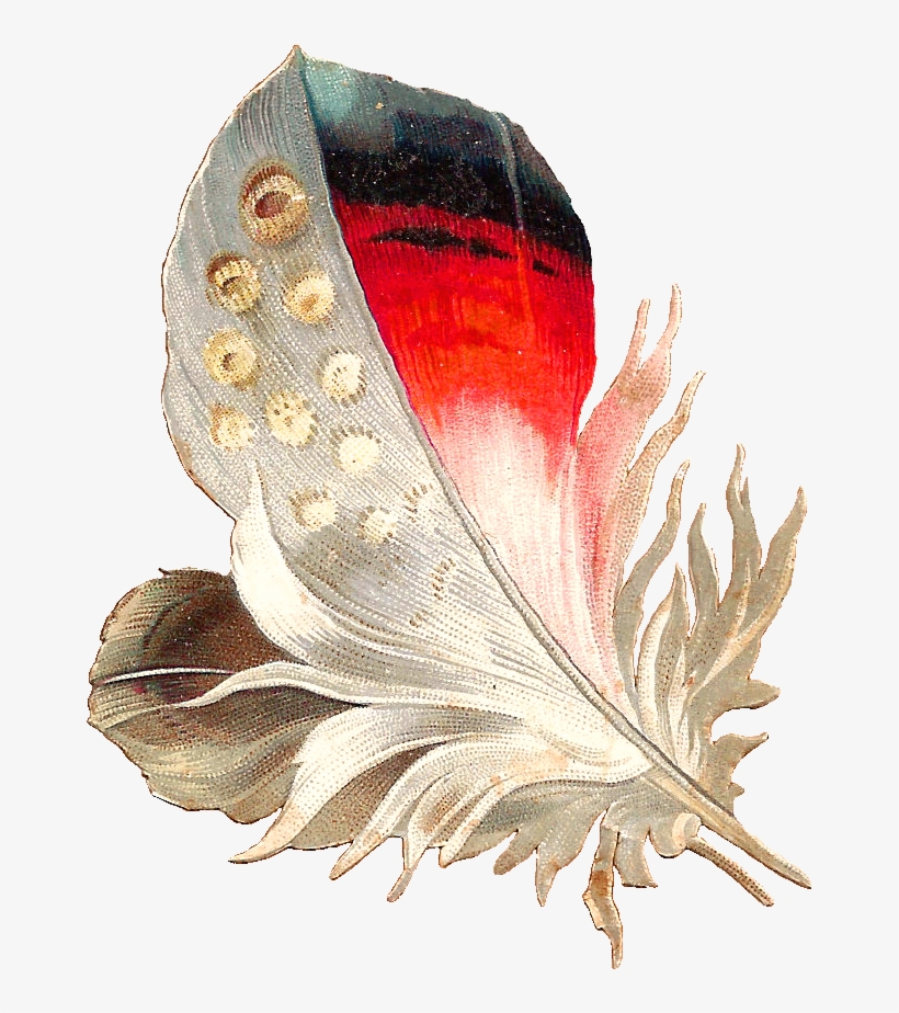 Bird Feather Clipart