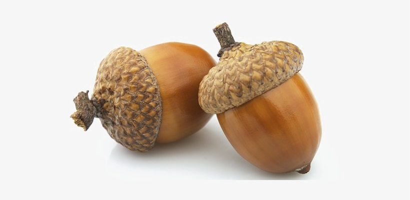 Download Transparent Acorn Transparent Images - Managing Innovation ...