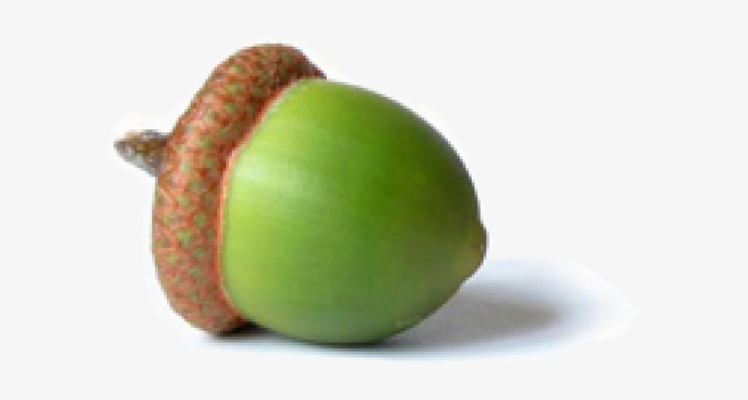 Real Green Acorns