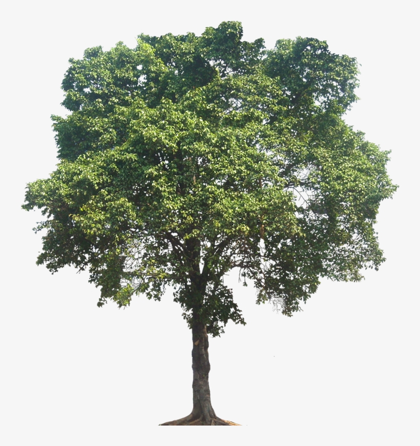 Medium Tree - 747x800 PNG Download - PNGkit