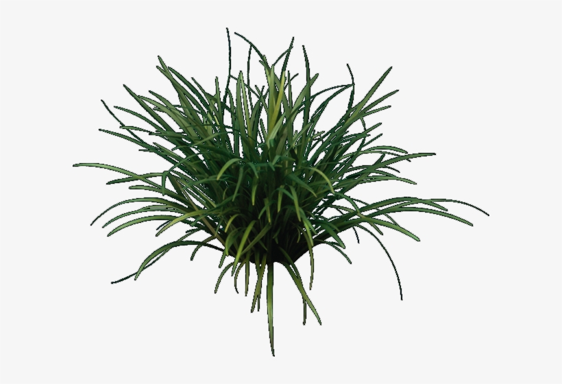 Tree Elevation - Elevation Tree - 608x480 PNG Download - PNGkit