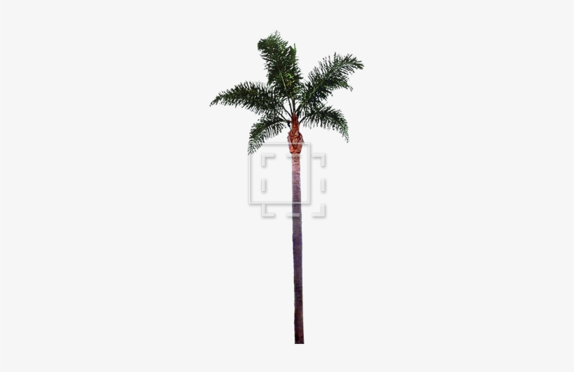 Palm Tree Immediate Entourage - Palm Tree Trunk Png - 450x450 PNG ...