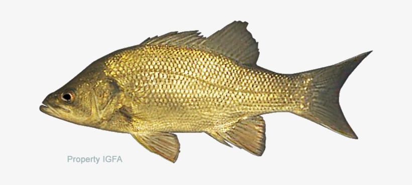 Bass Drawing Australian - Australian Fresh Water Fish - 720x334 PNG ...