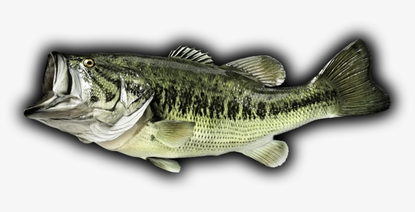 Bass Fish Png - Bass Fish Black Background - 800x339 PNG Download - PNGkit