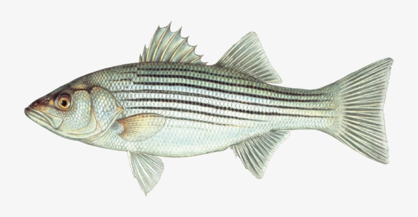 Striped Bass - Morone Saxatilis X Morone Chrysops - 750x368 PNG ...