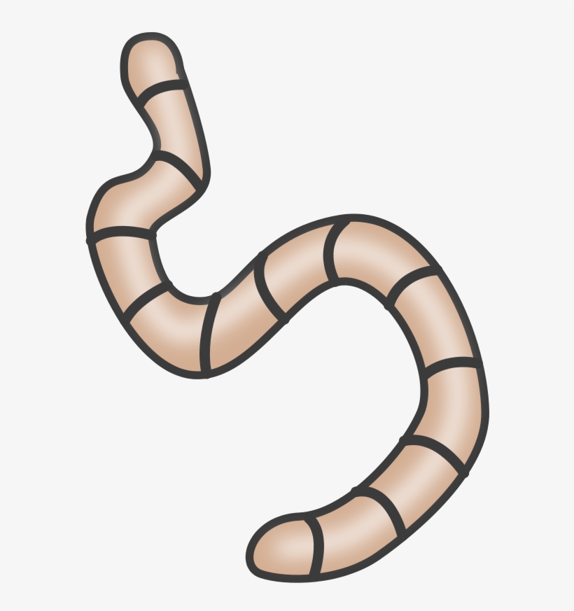 Worm Clipart Transparent Background - 581x800 PNG Download - PNGkit