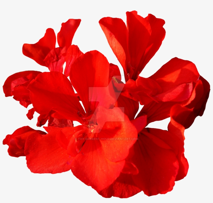 Red Flower Png - 900x815 PNG Download - PNGkit