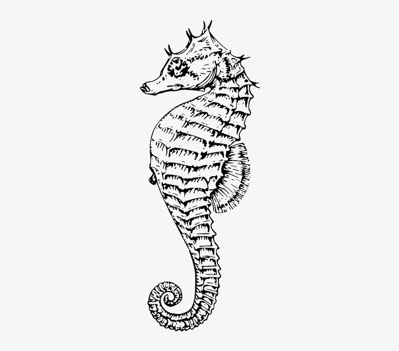 Seahorse, Animal, Sea Life, Marine, Underwater - Seahorse Line Drawing ...