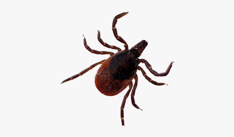 Download Amazing High-quality Latest Png Images Transparent - Deer Tick ...
