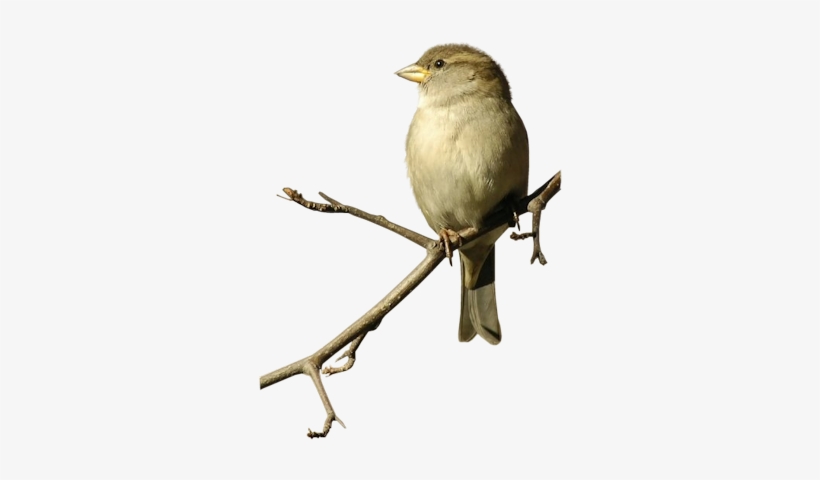 Sparrow Sticker - Png Transparent Sparrow Bird - 312x450 PNG Download ...